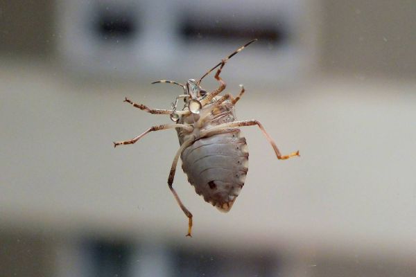 C'est quoi ces insectes sur les murs ? - LGH