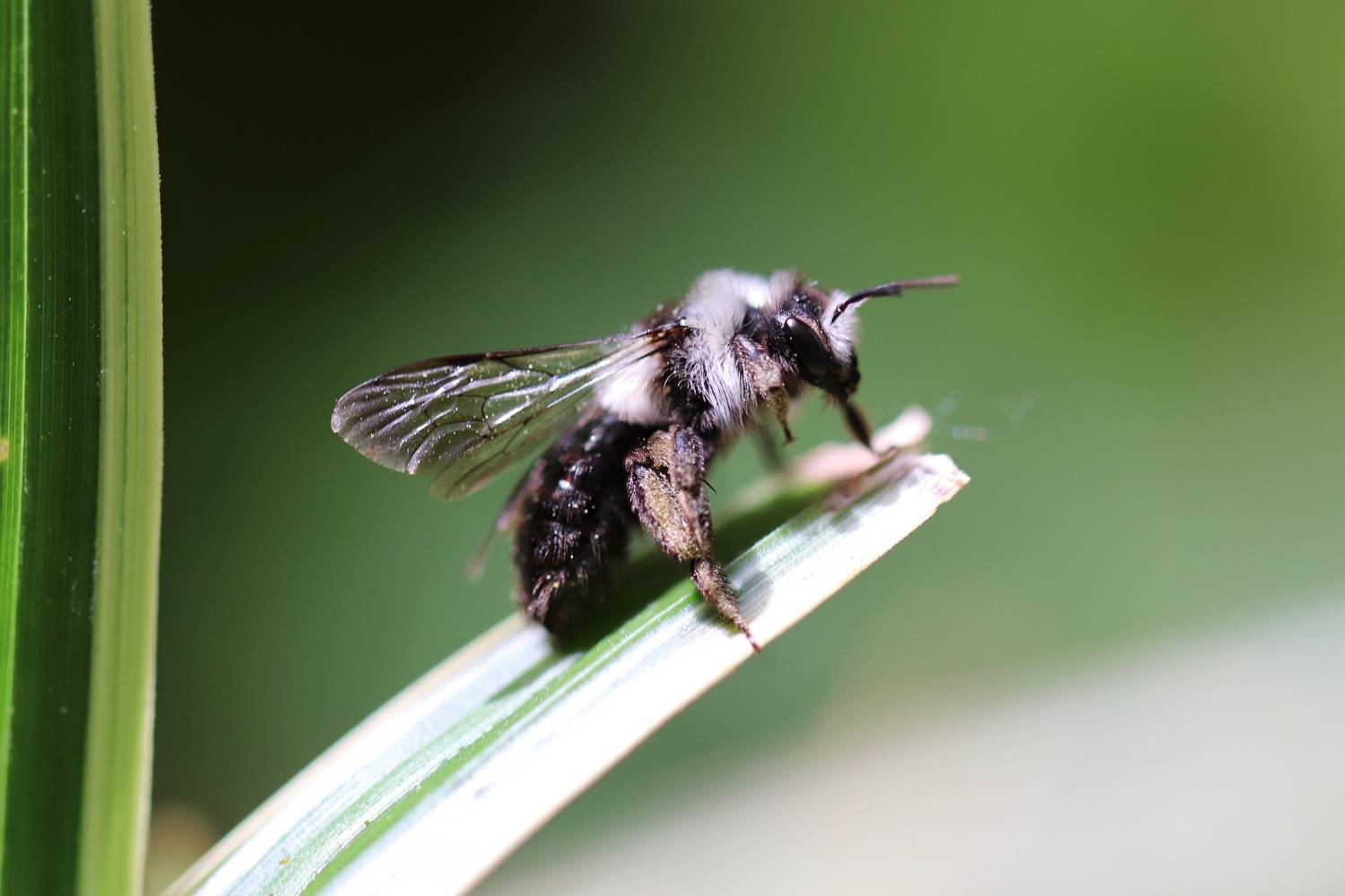La grande famille des abeilles - LGH