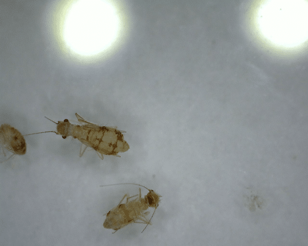 Quels signes indiquent une infestation de psoques ? - LGH